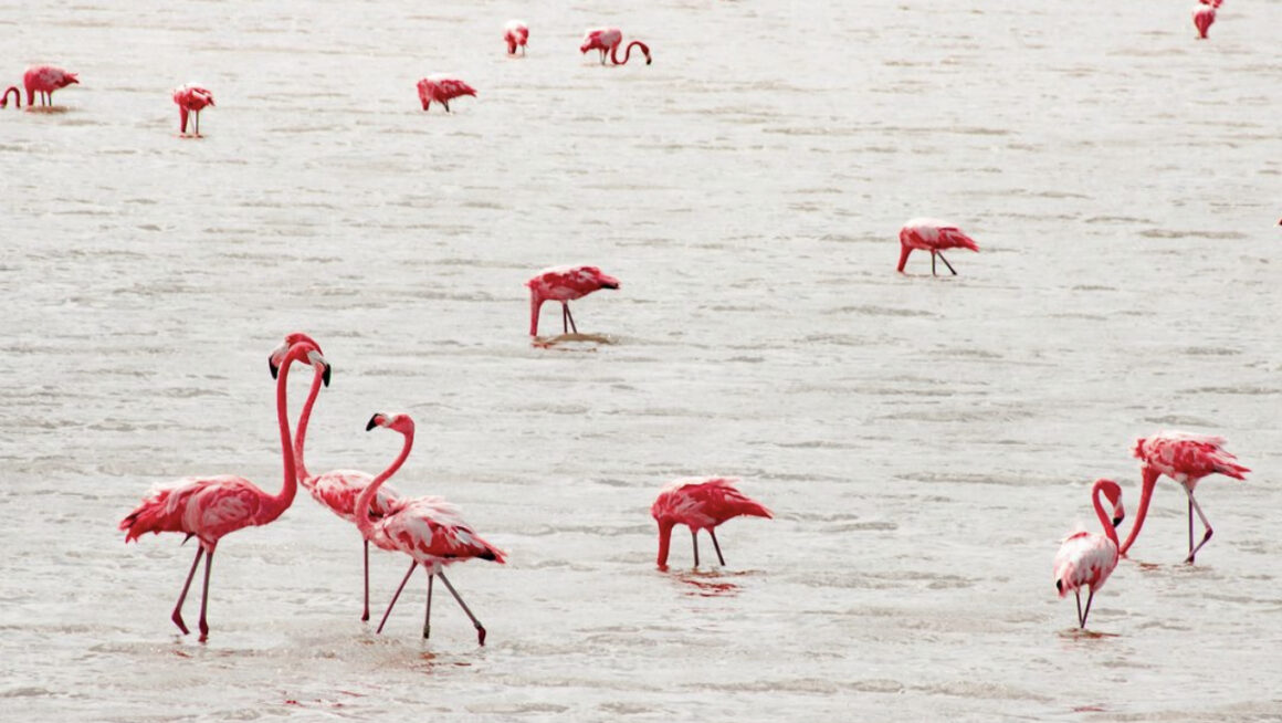 No te pierdas la oportunidad de conocer la espectacular playa rosa de ...