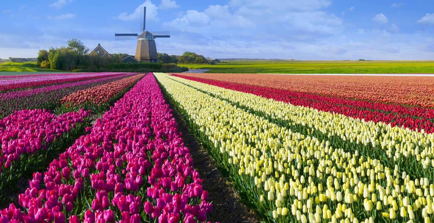 Tulipanes en flor: guía para vivir la experiencia más colorida de ...